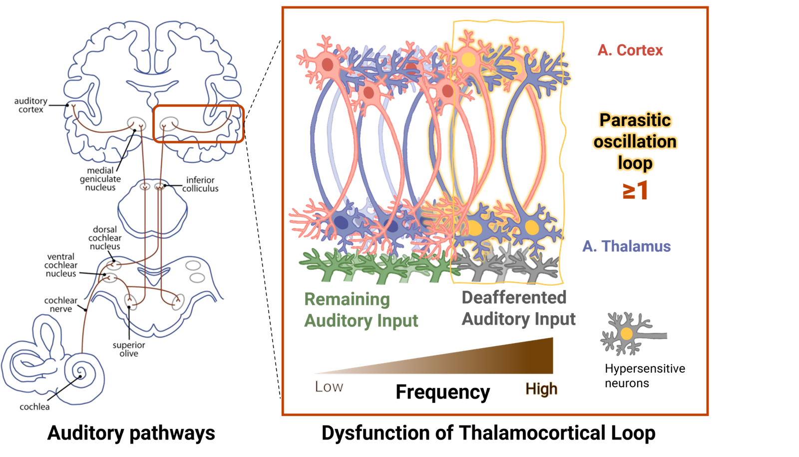 Neu-002 - NeuDirection